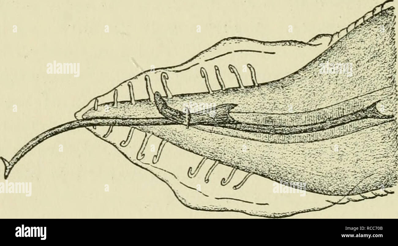. Diseases of domesticated birds. Poultry; Poultry; Birds. CHAPTER XVI ...