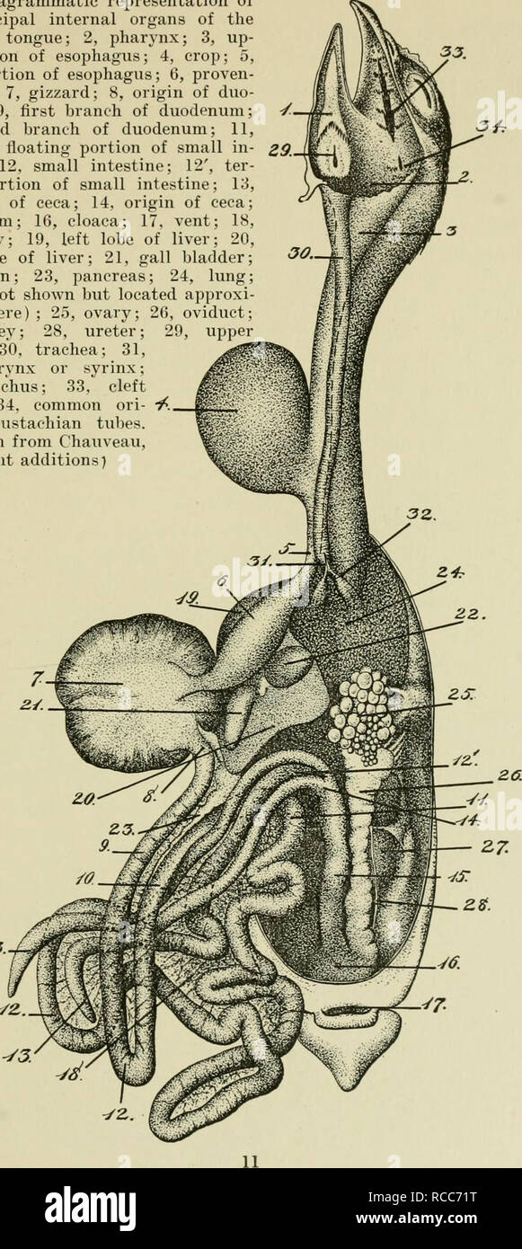 Internal organs of birds hi-res stock photography and images - Alamy