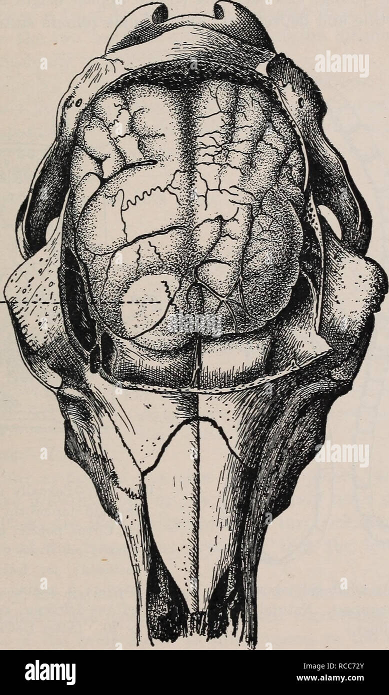 Coenurus hi-res stock photography and images - Alamy