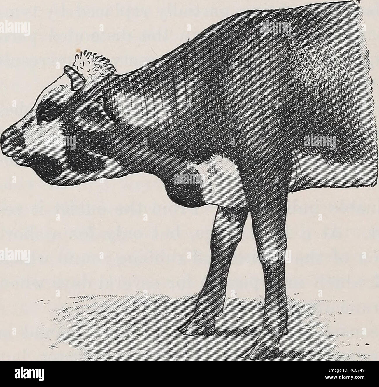 . Diseases of cattle, sheep, goats and swine. Veterinary medicine. 380 ...