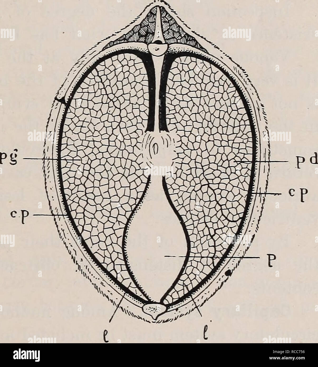 . Diseases of cattle, sheep, goats and swine. Veterinary medicine ...
