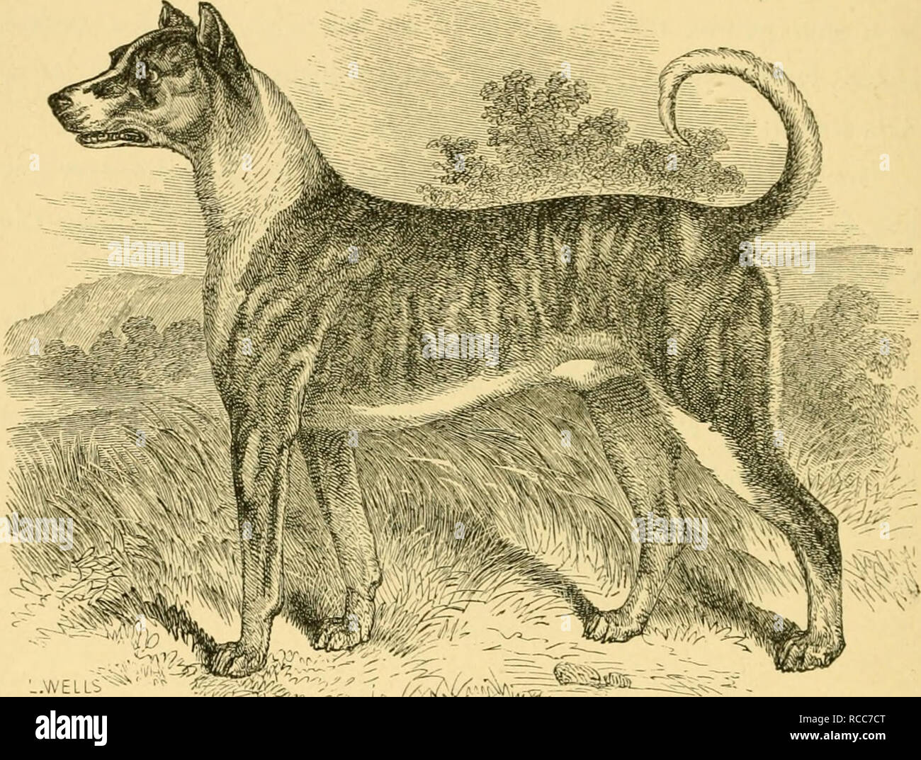 Boarhound hi-res stock photography and images - Alamy