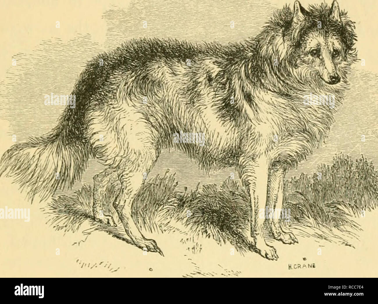 Are Dogs Really Descended From Wolves
