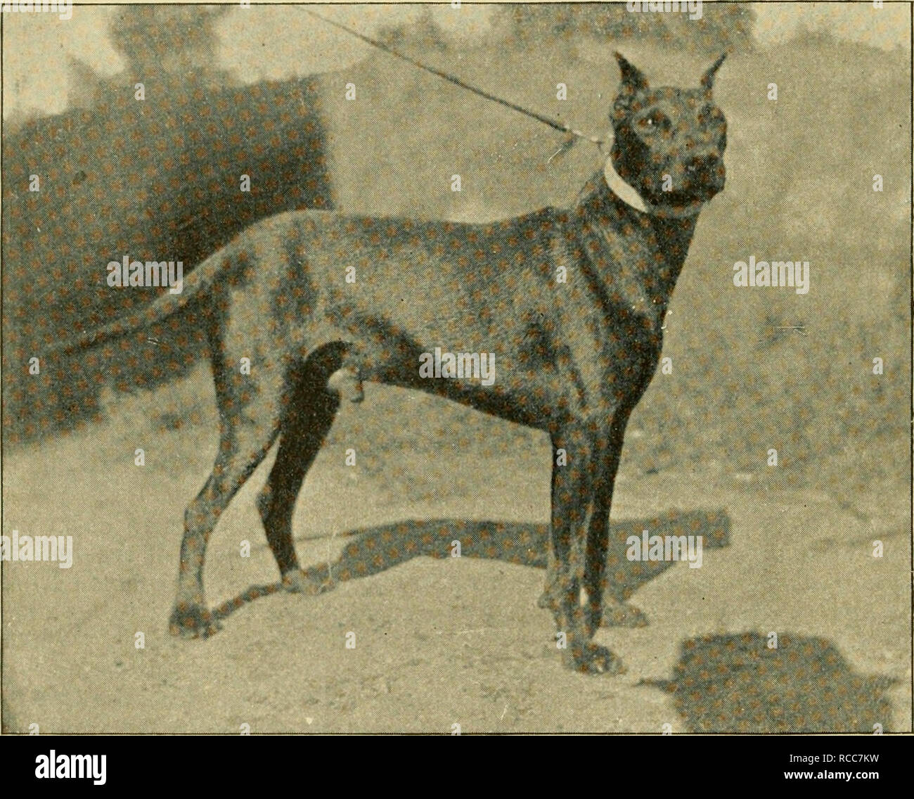 . The dog and how to breed, train and keep him. Containing articles on ...