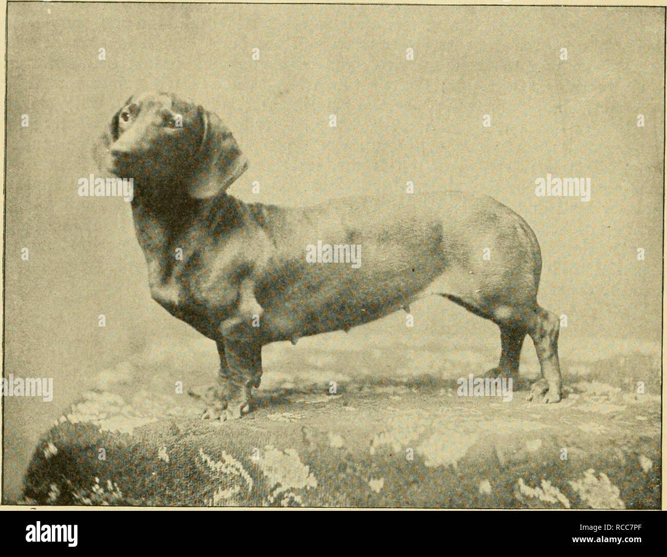 Dog train disease hi-res stock photography and images - Alamy