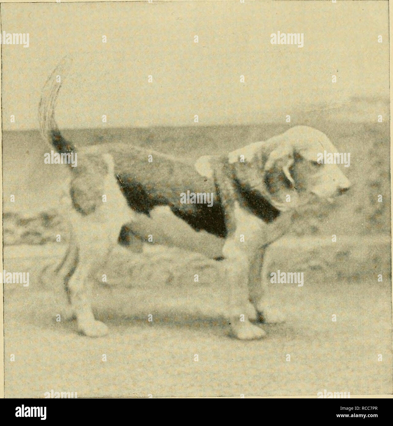 . The dog and how to breed, train and keep him. Containing articles on ...