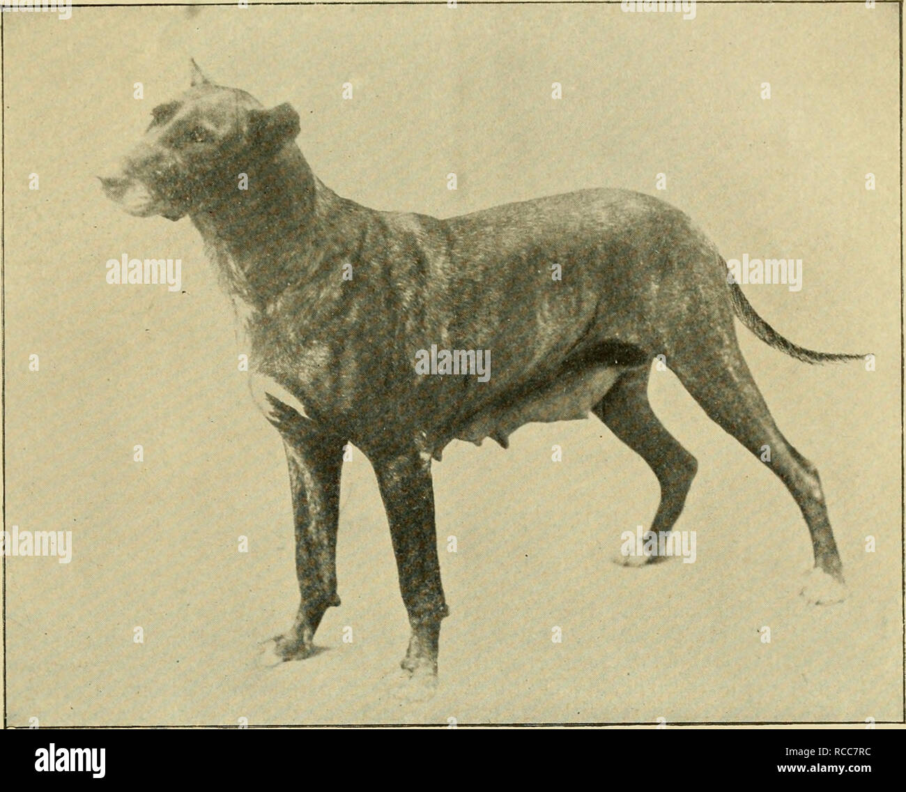 Boarhound hi-res stock photography and images - Alamy