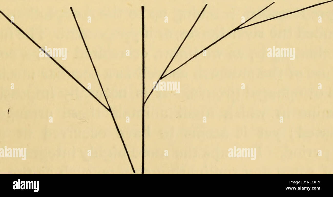 Tapir teeth hi-res stock photography and images - Alamy