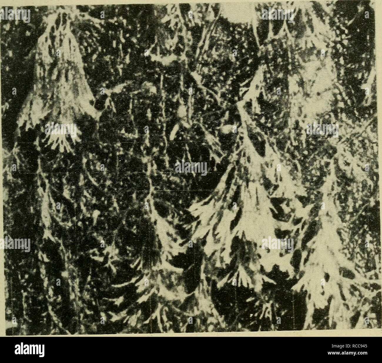 Encrusting hard coral hi-res stock photography and images - Alamy