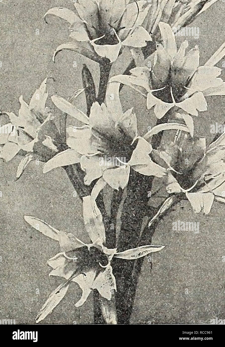 . Dreer's 1907 garden book. Seeds Catalogs; Nursery stock Catalogs ...