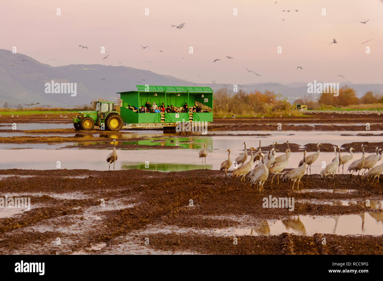 Hula, Israel - January 11, 2019: Safari Wagon carrying bird ...