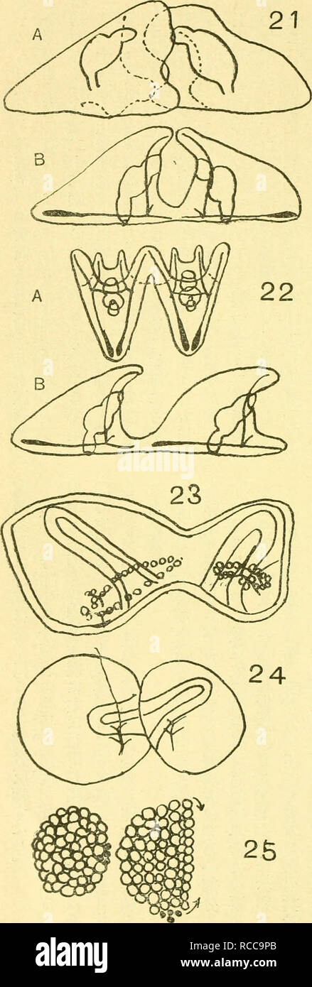 Baca c hi-res stock photography and images - Alamy