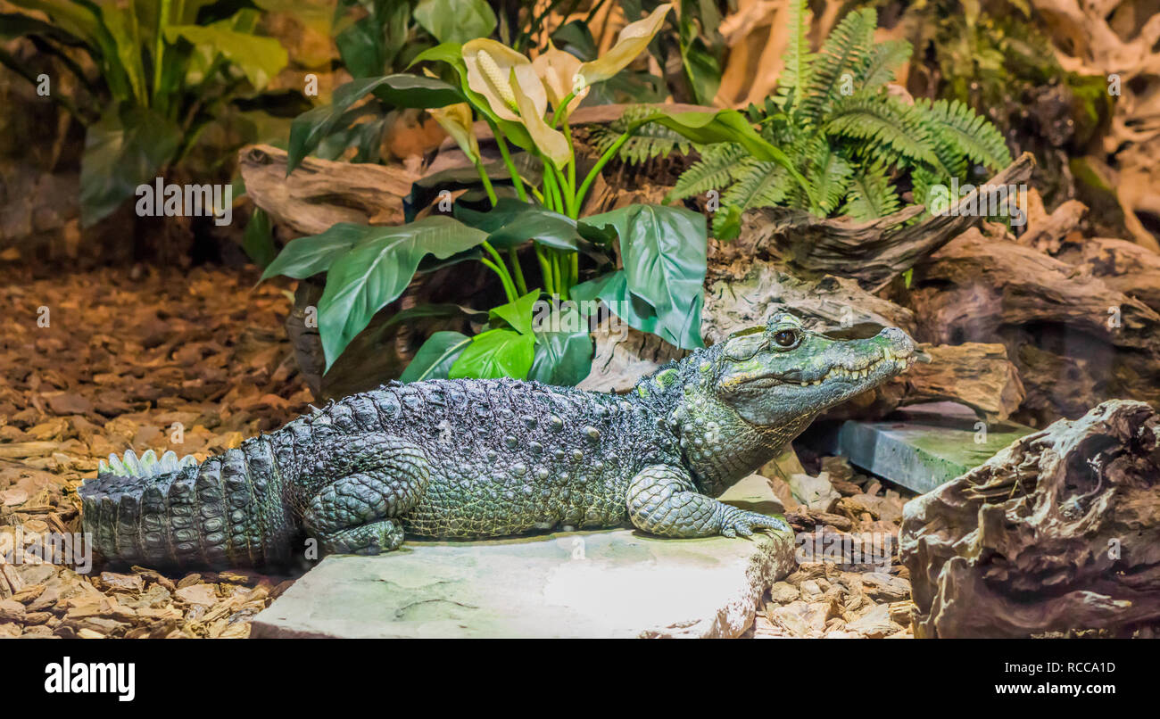 dwarf caiman crocodile laying on a stone, tropical reptile from America ...