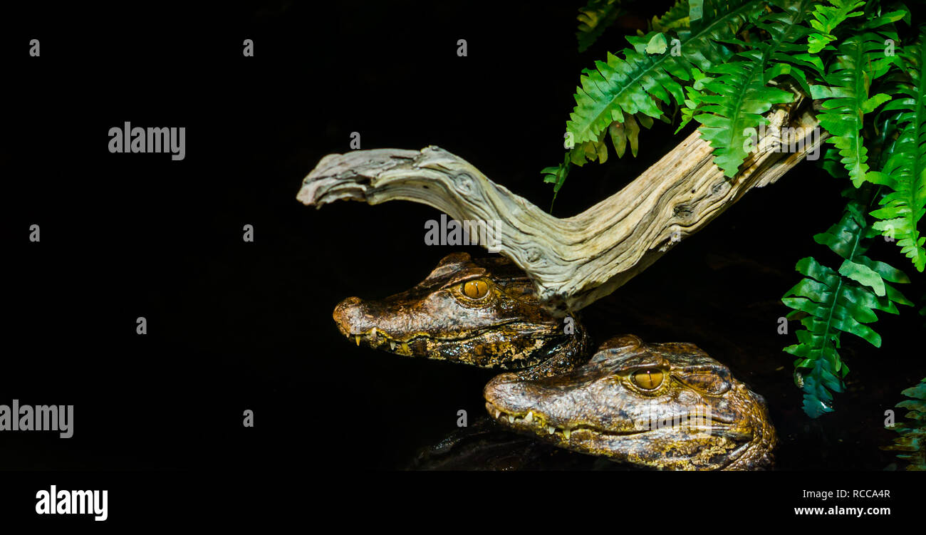 two juvenile dwarf caiman alligators together in the water in the dark ...