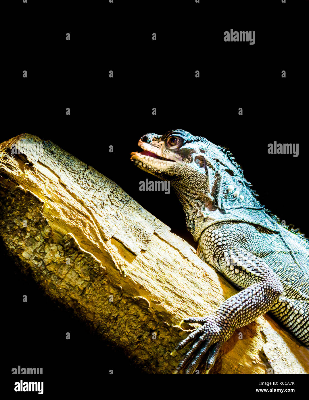 closeup of a amboina sail fin lizard sitting on a branch, isolated on a ...