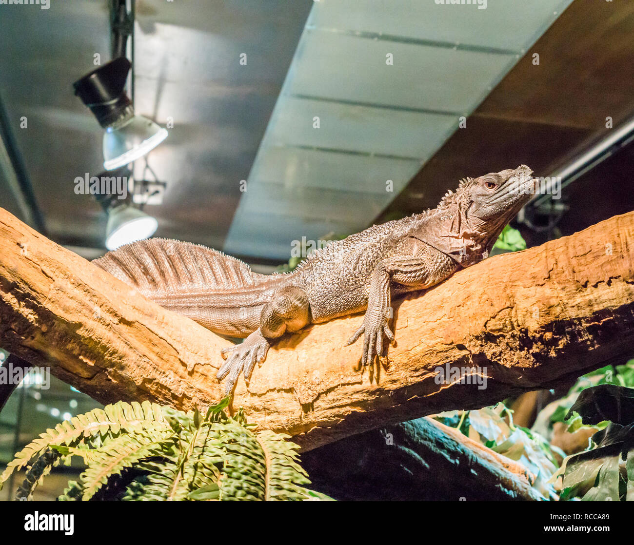 herpetoculture, brown amboina sail fin lizard laying on a branch ...