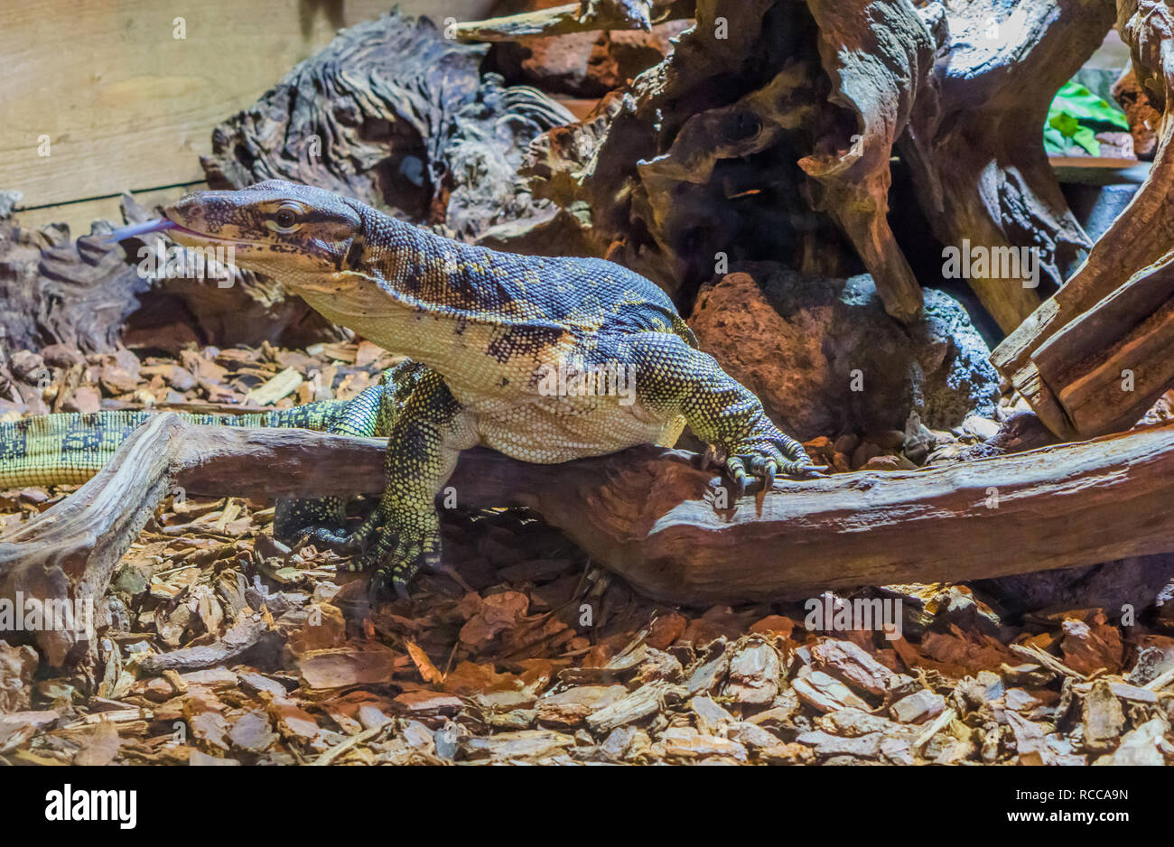Asian water monitor lizard sticking out his tongue while standing on a ...