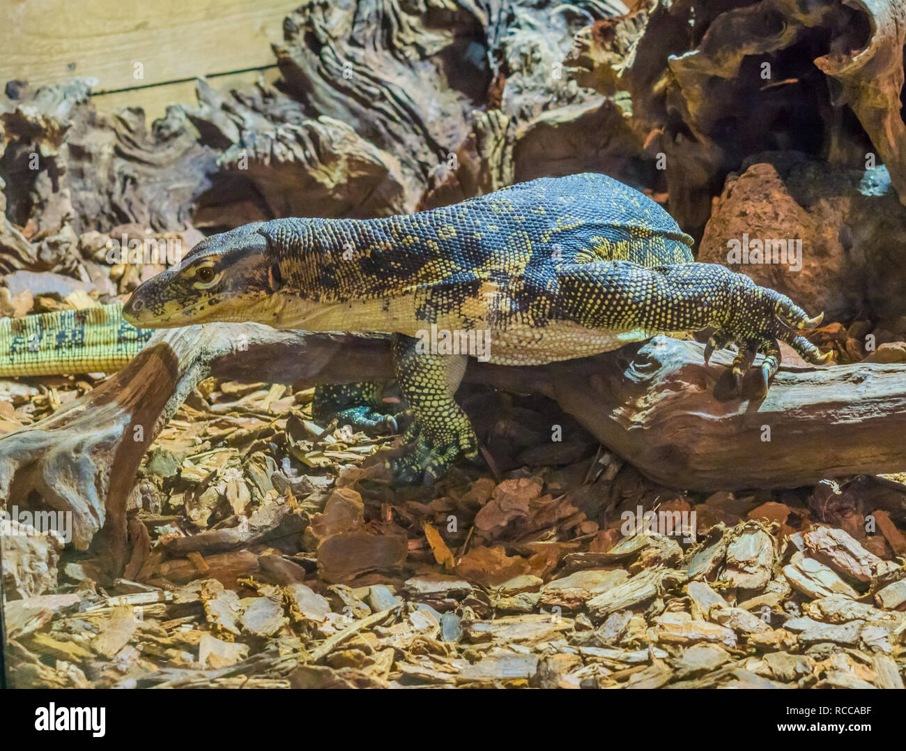 common Asian water monitor walking over a branch, Big venomous reptile ...