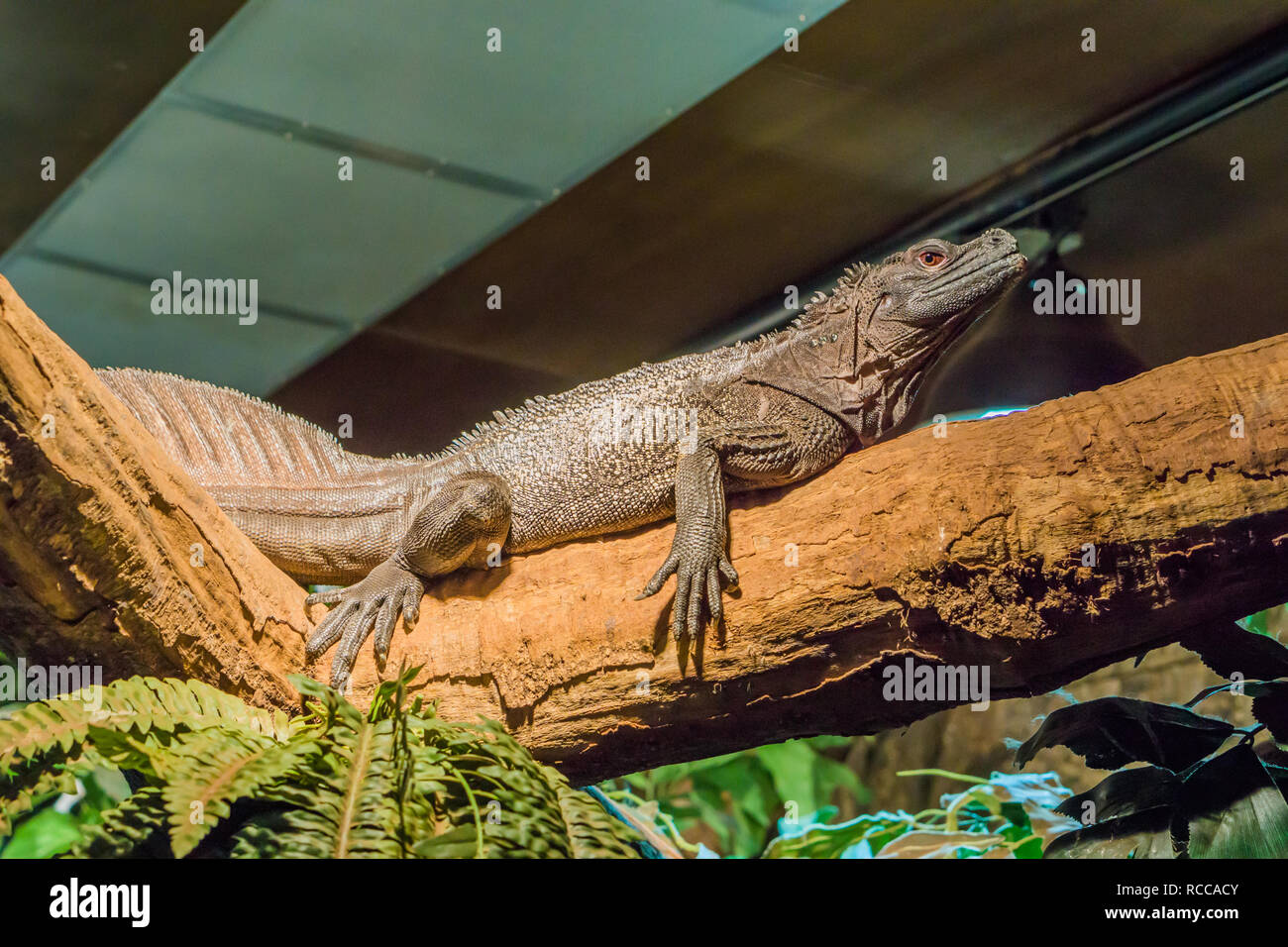herpetoculture, closeup of a amboina sail fin lizard, tropical ...