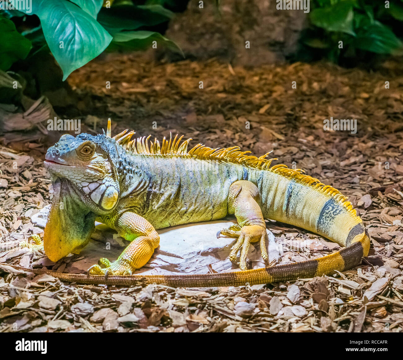 Iguanas spiny back hi-res stock photography and images - Alamy