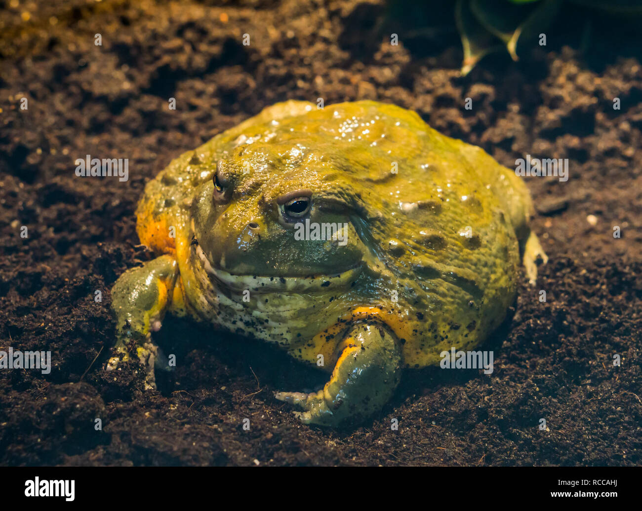 closeup of a african bullfrog, tropical big amphibian from africa Stock ...