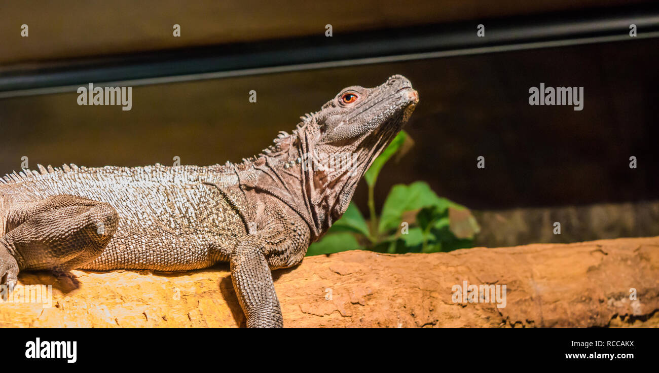 Sailfin dragon hi-res stock photography and images - Alamy