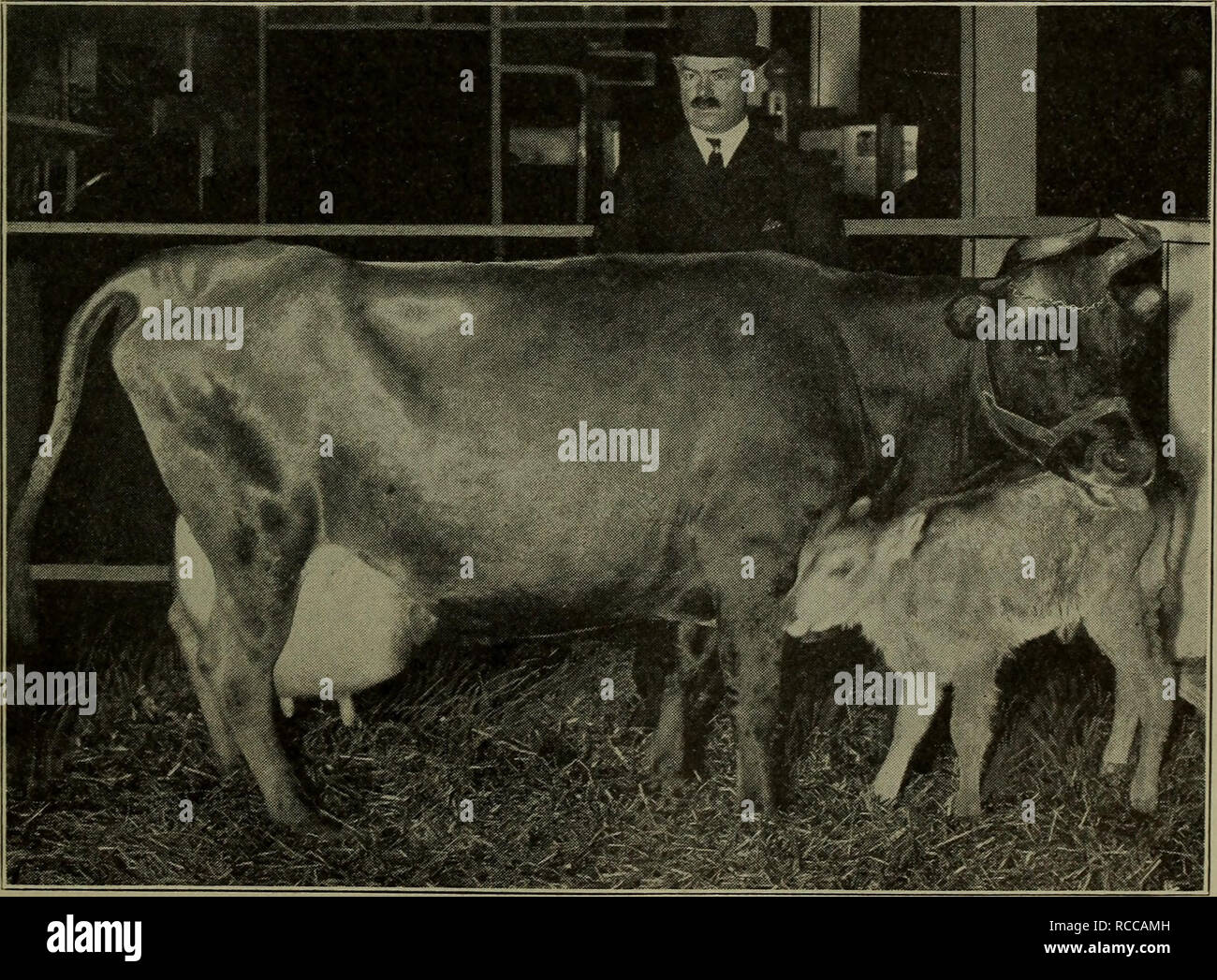 Proud flesh horse hi-res stock photography and images - Alamy