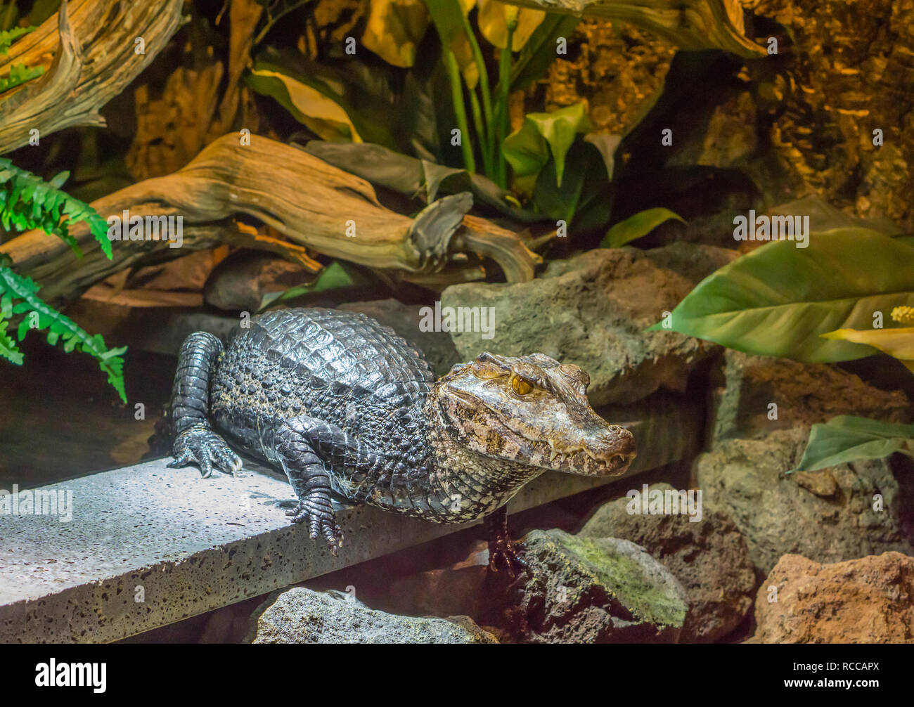 portrait of a young dwarf caiman alligator, tropical crocodile from ...