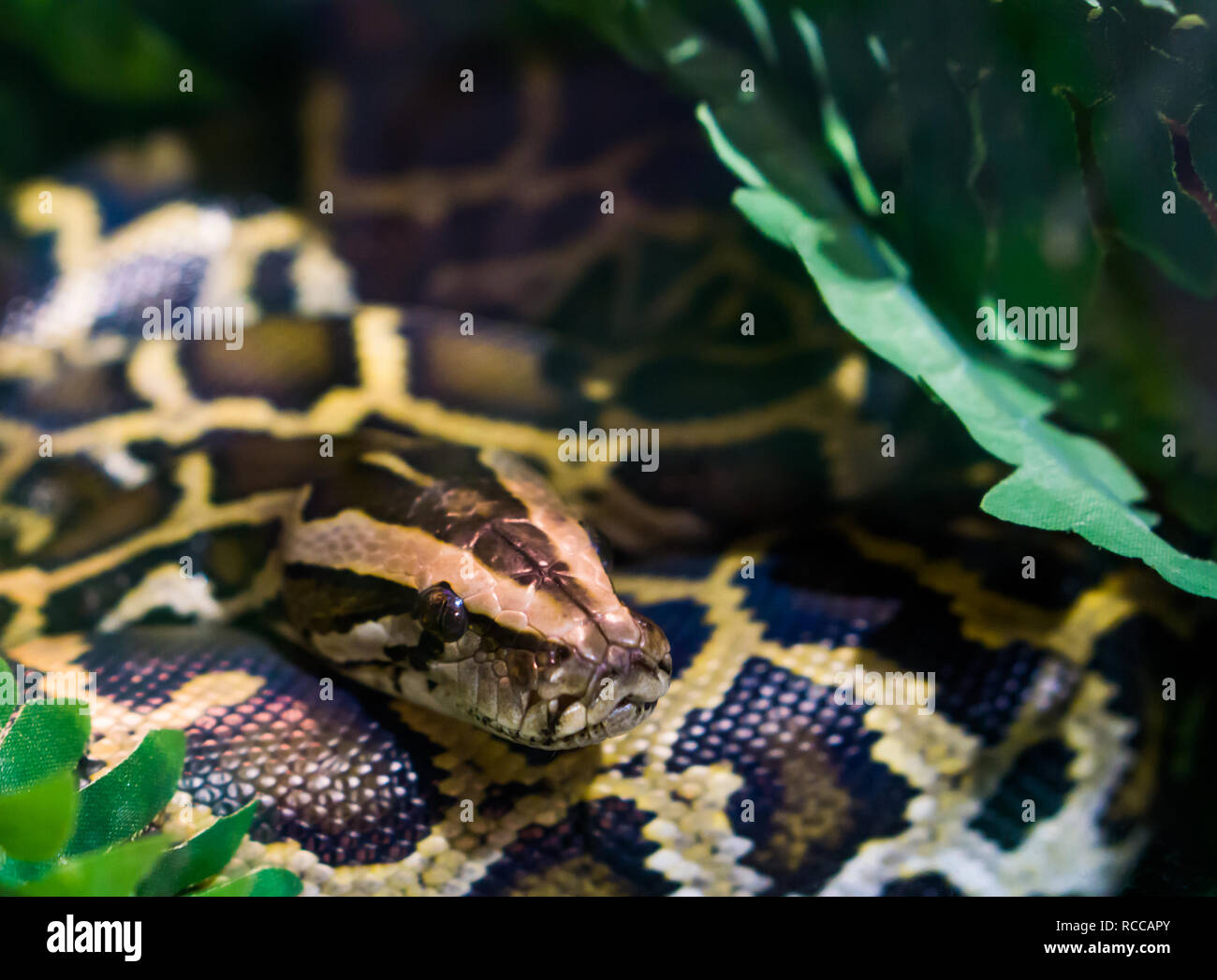 coiled burmese python with his face in closeup, tropical snake from ...