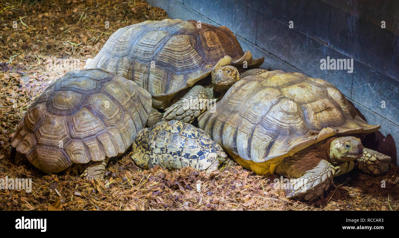family of african spurred tortoises laying together with 1 juvenile ...