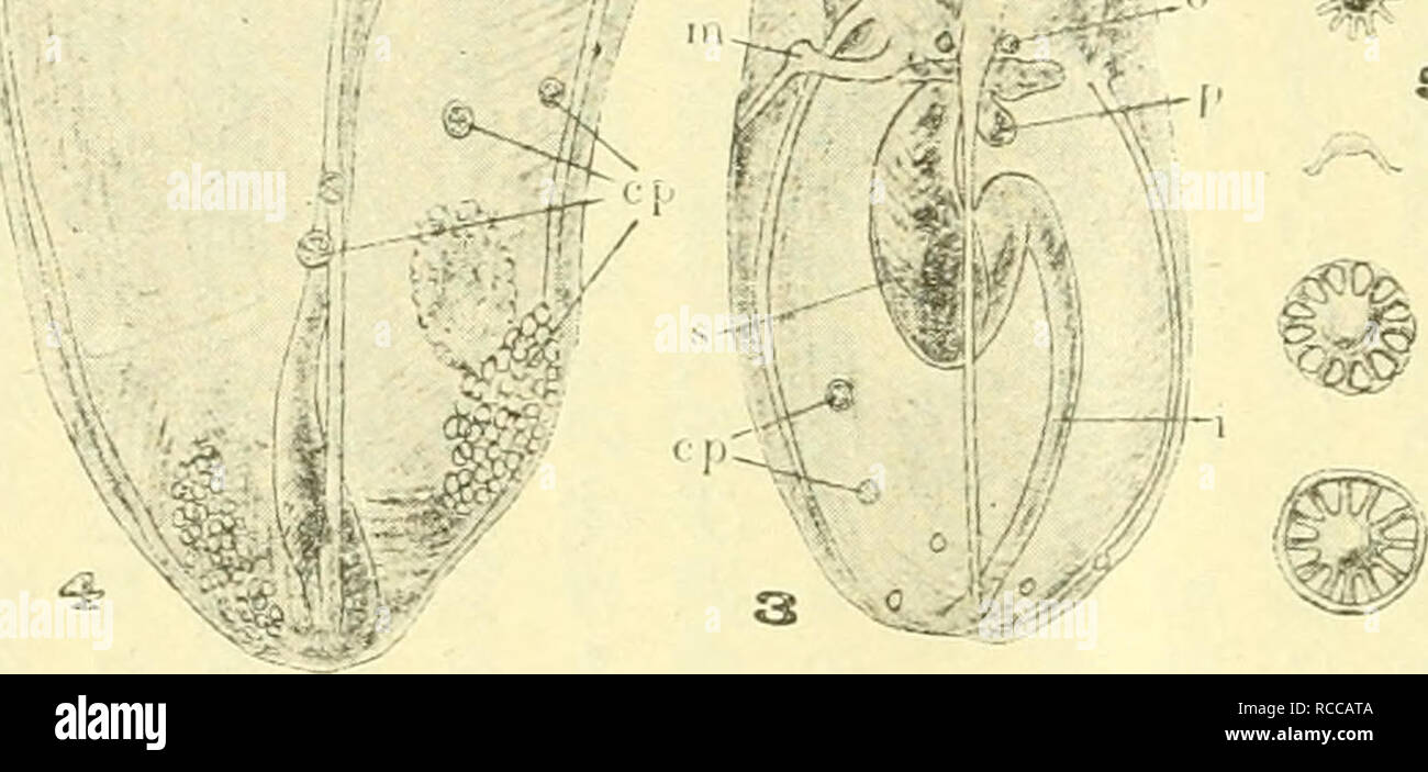 Labidoplax hi-res stock photography and images - Alamy