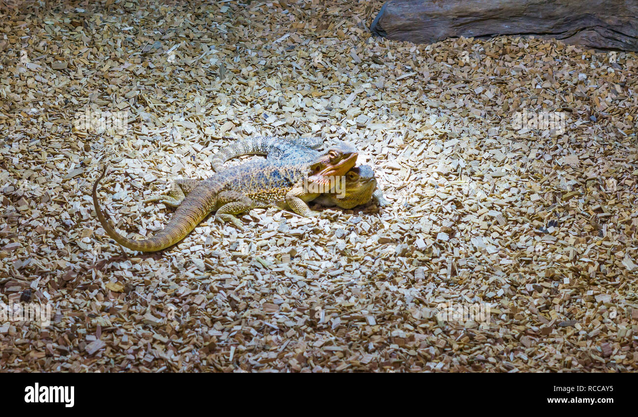 herpetoculture, two bearded dragon lizards being very close together ...