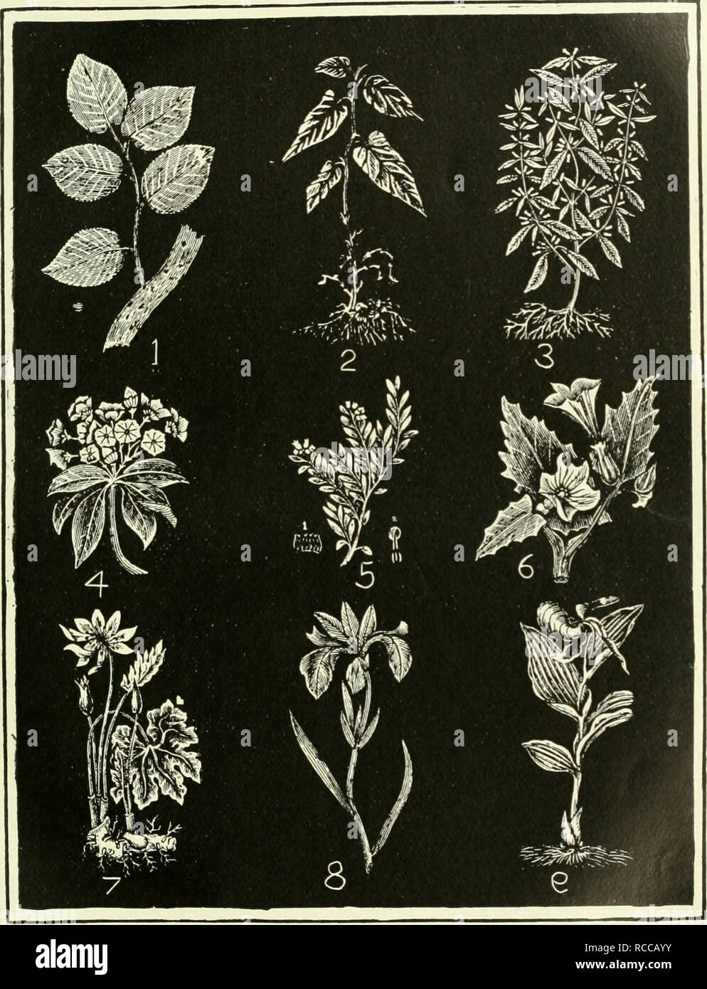 Virginia snake root hi-res stock photography and images - Alamy