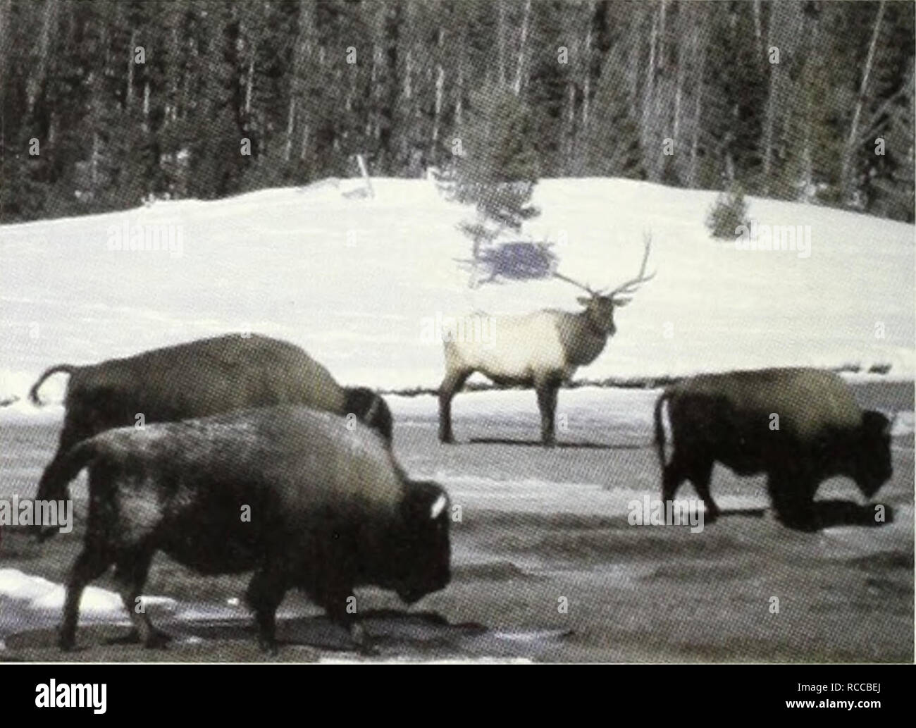 . Draft environmental impact statement for the interagency bison ...