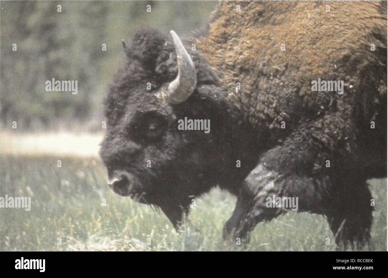 Bison diseases hi-res stock photography and images - Alamy