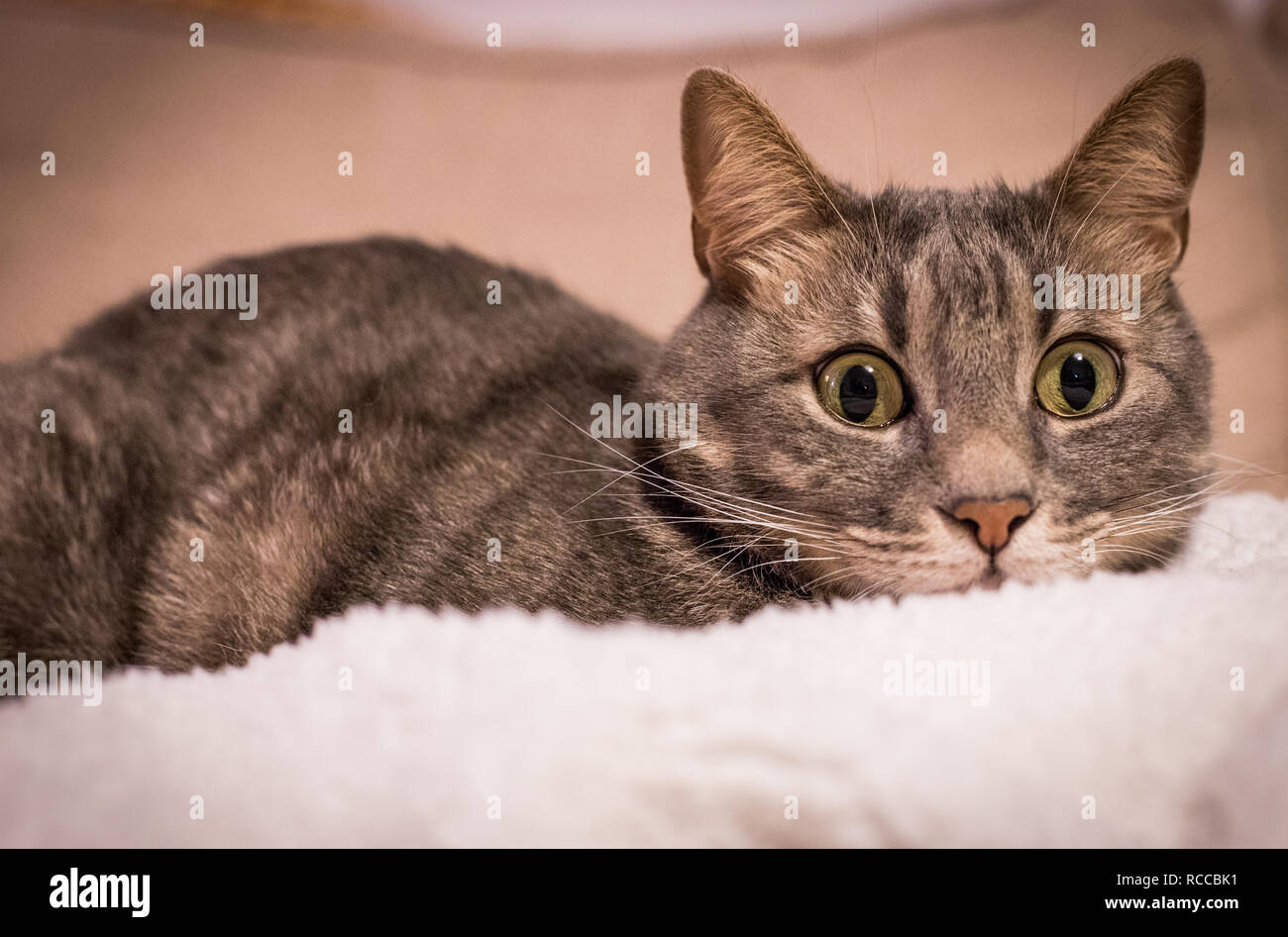 @cateyes hi-res stock photography and images - Alamy