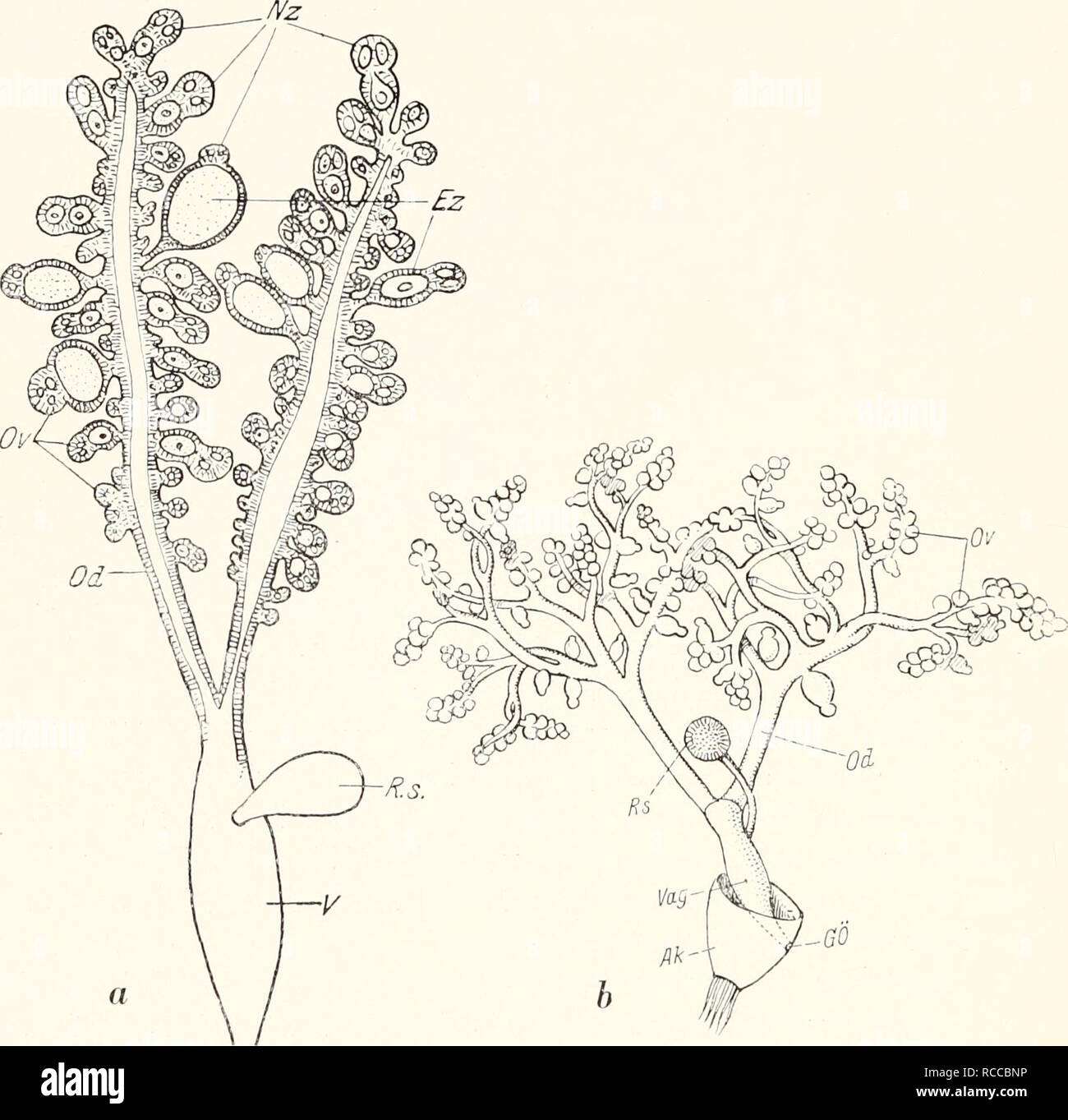 Atypisch hi-res stock photography and images - Alamy