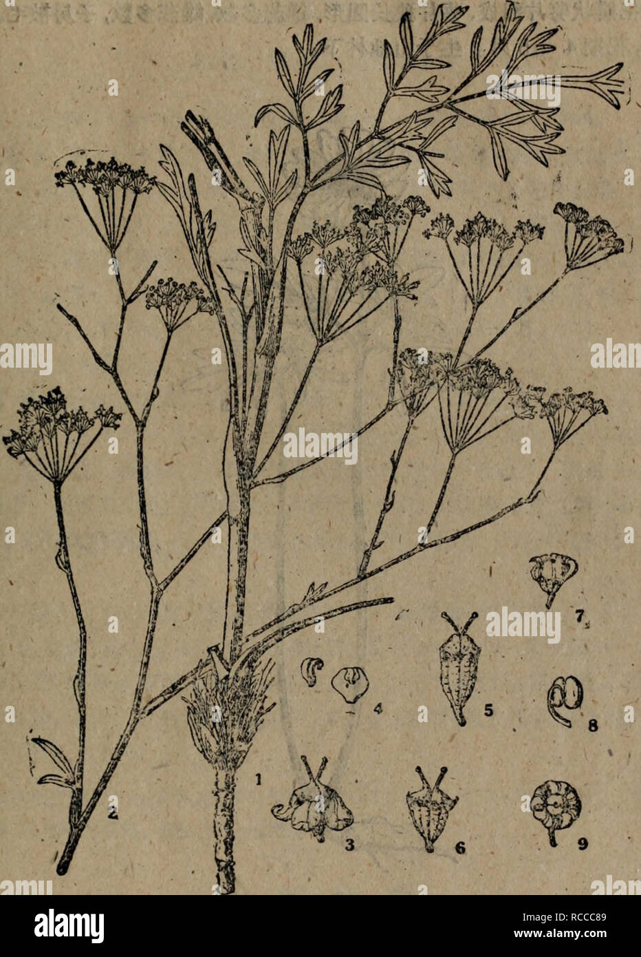 Saposhnikovia divaricata hi-res stock photography and images - Alamy