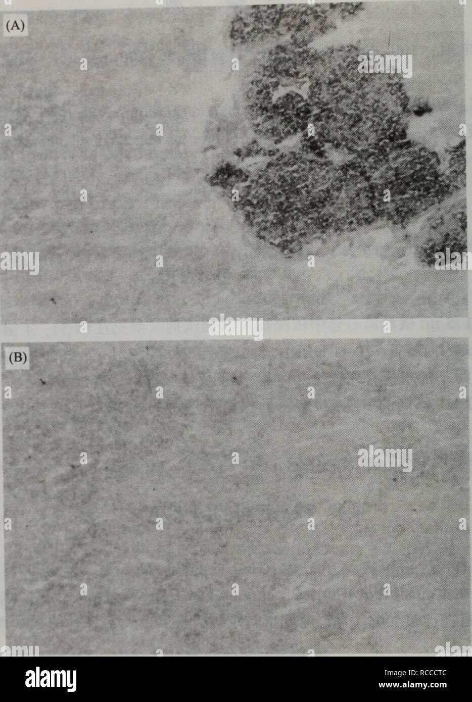 Shu vector hi-res stock photography and images - Alamy