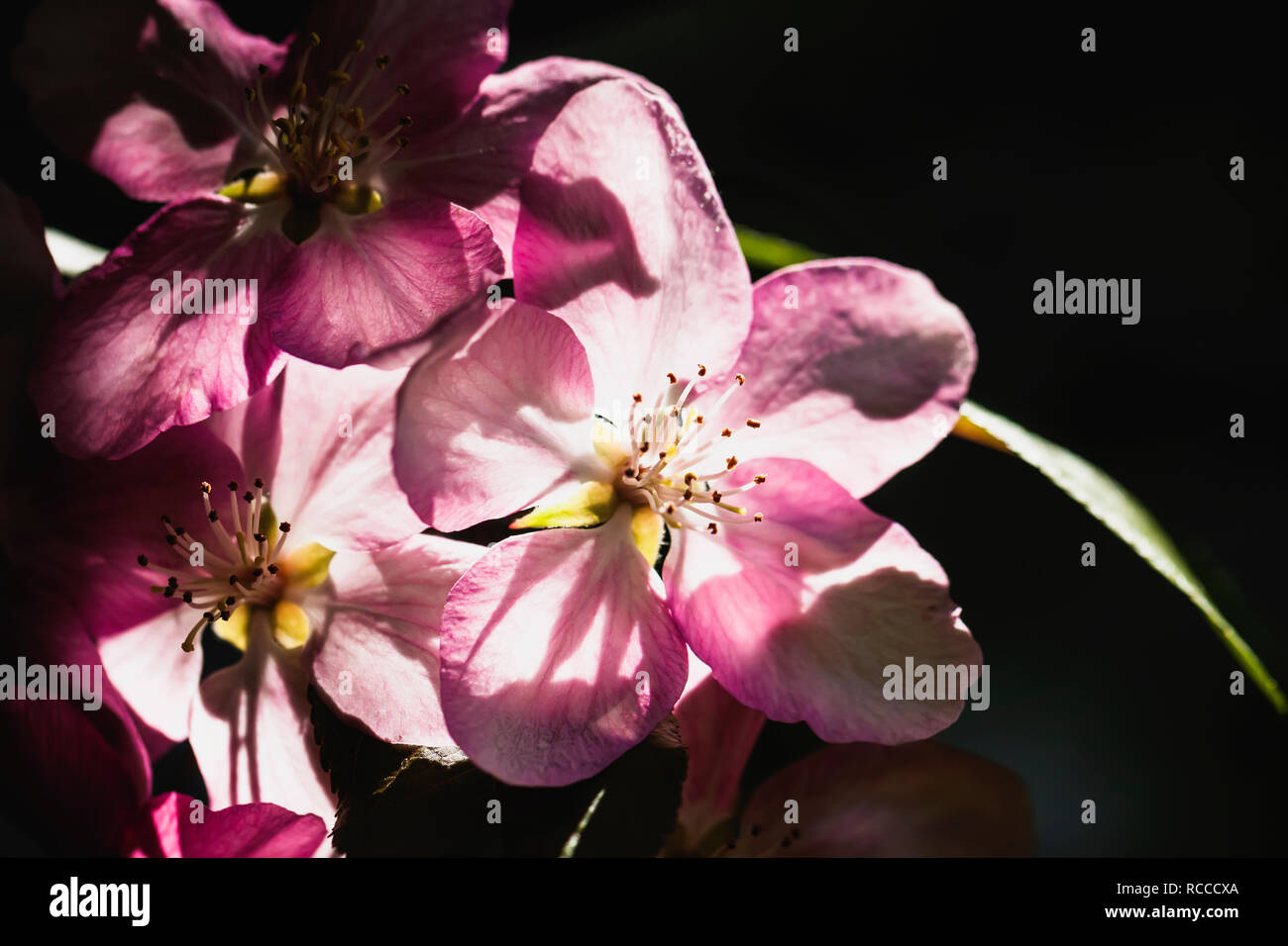 Translucent Petals High Resolution Stock Photography and Images - Alamy