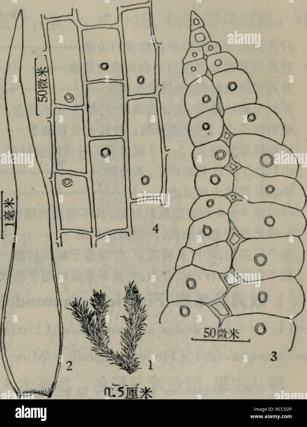 Leucobryum glaucum hi-res stock photography and images - Alamy