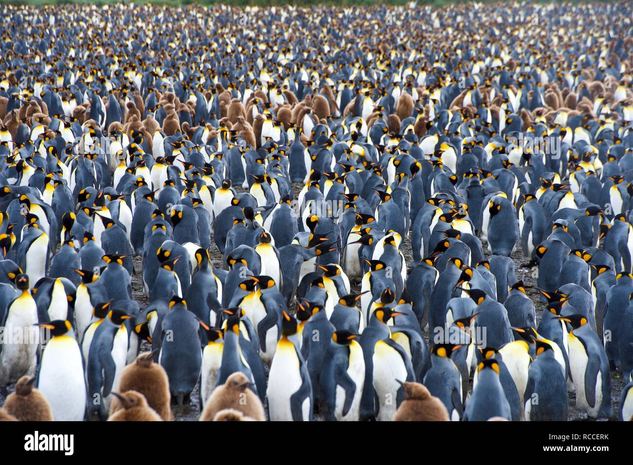 A huge King Penguin colony, with tens of thousands of individuals, in ...