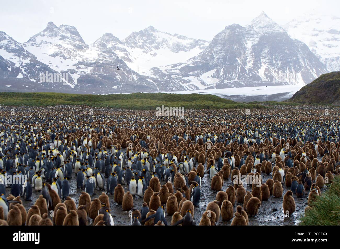 Multitude of king penguins hi-res stock photography and images - Alamy