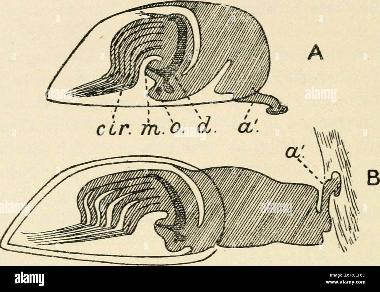 Common barnacle cirri hi-res stock photography and images - Alamy