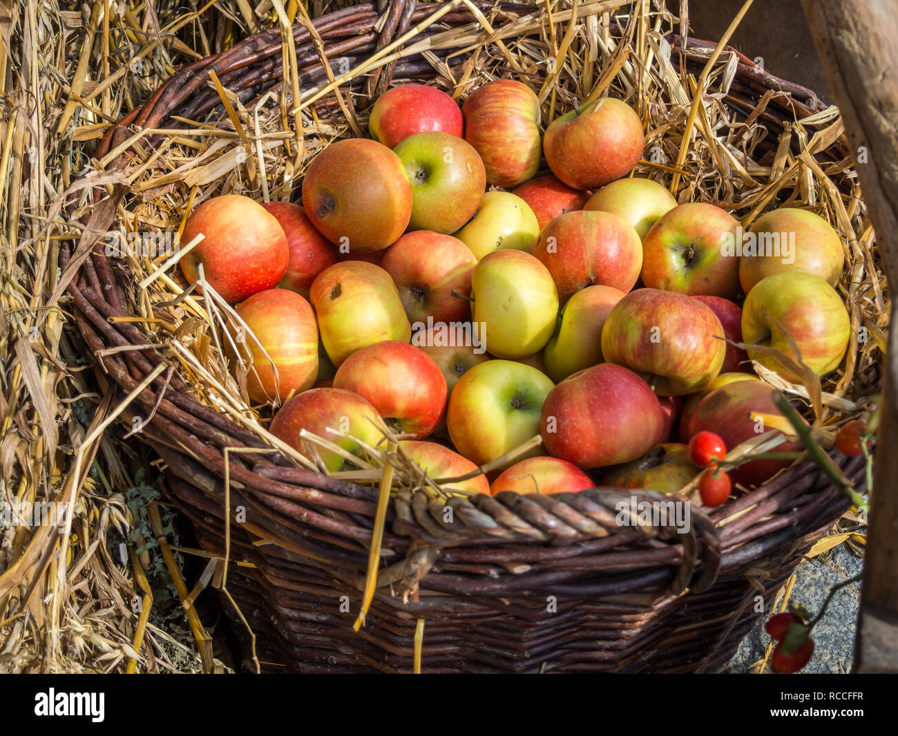 Apple tree filled with fruit hi-res stock photography and images - Alamy
