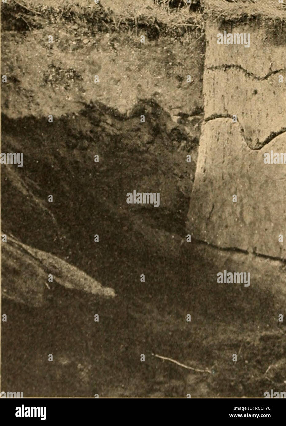 . Distribution of roots of certain tree species in two Connecticut ...