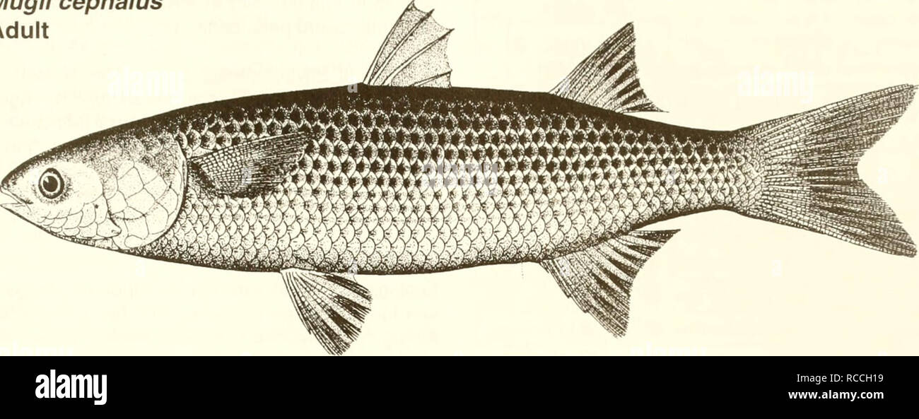 . Distribution and abundance of fishes and invertebrates in Gulf of ...