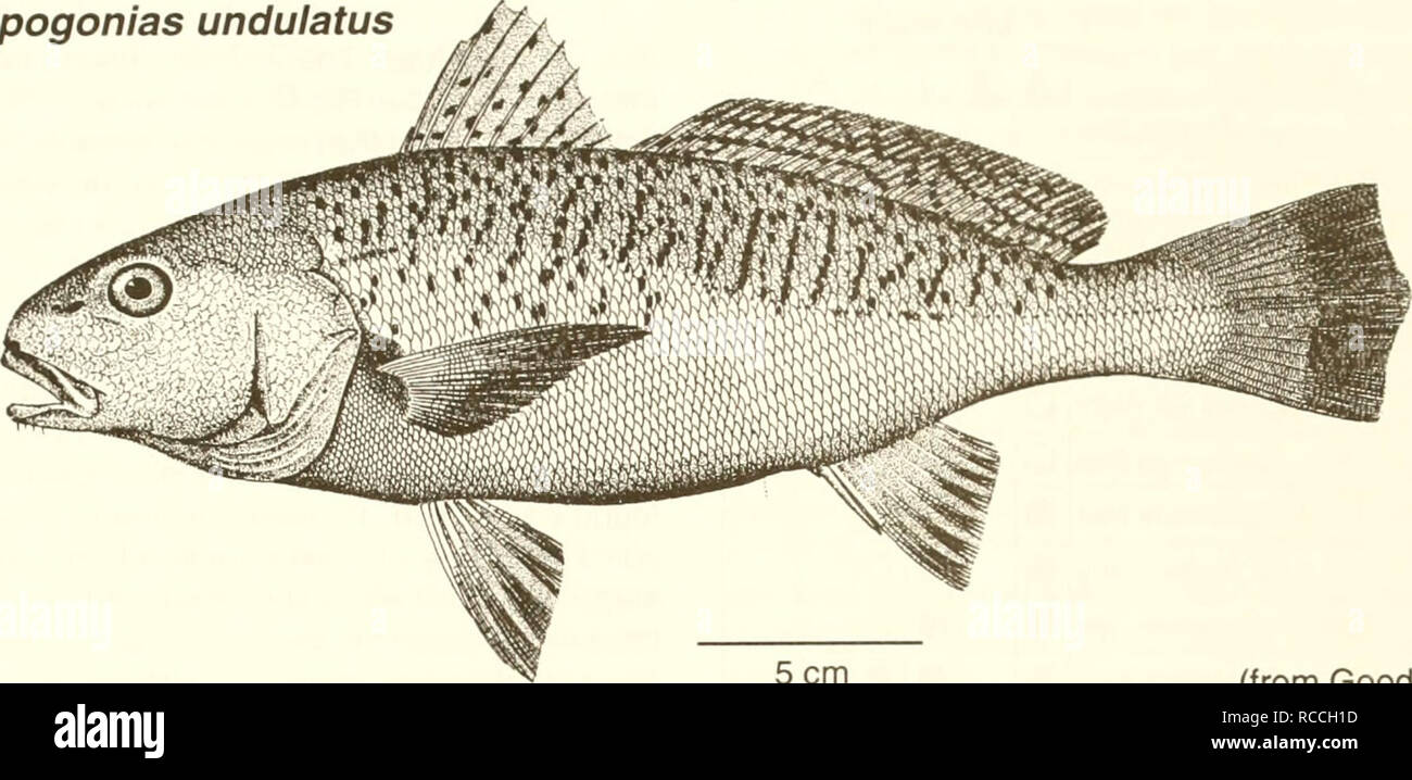 Croaker family sciaenidae hi-res stock photography and images - Alamy