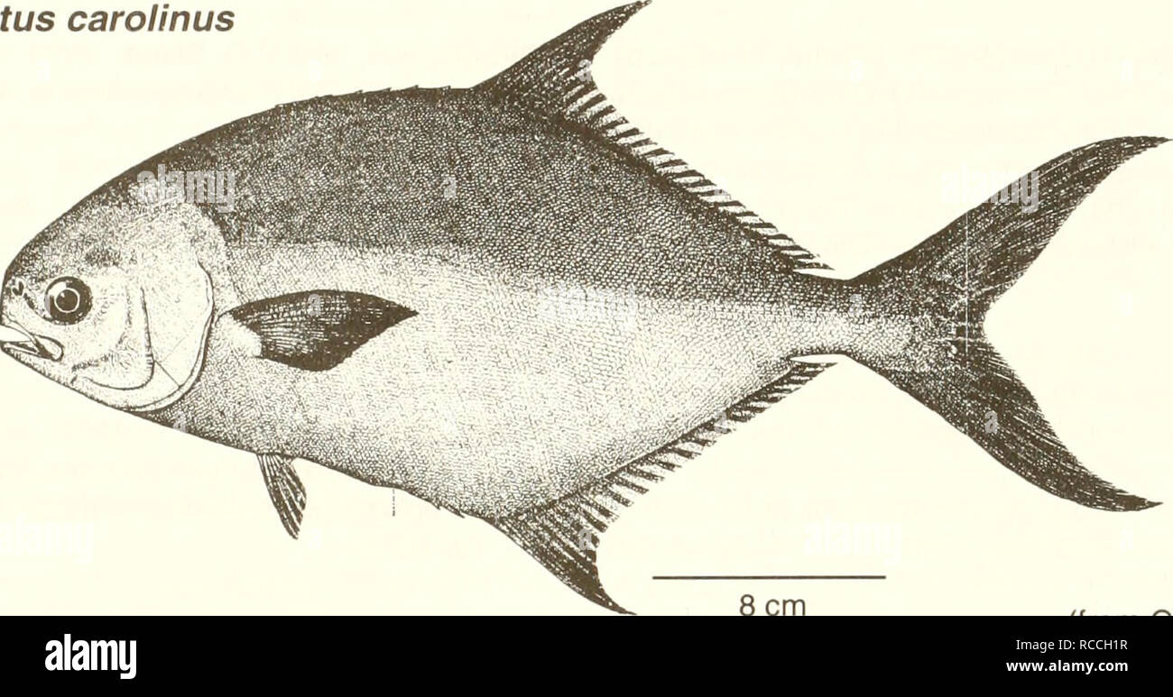 Pampano hi-res stock photography and images - Alamy