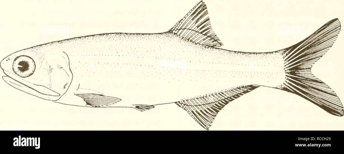 . Distribution and abundance of fishes and invertebrates in Gulf of ...